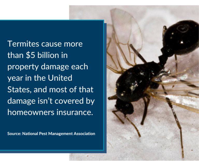 What You Need To Know About Black Termites | Precision Pest & Home Services