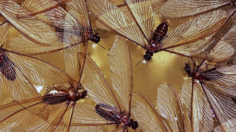 What You Need To Know About Black Termites | Precision Pest & Home Services